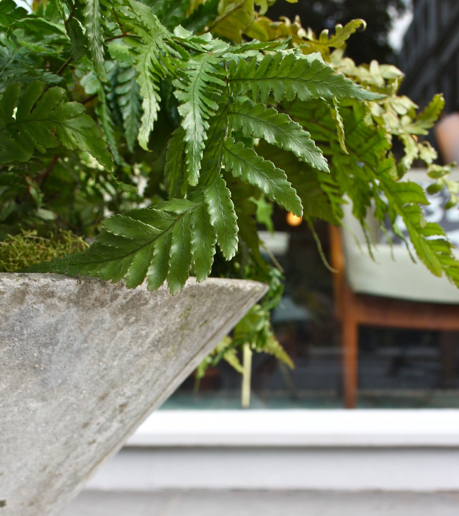 Planter Willy Guhl Willy Guhl – Sigmar London